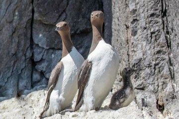 Dingle Boat Tours Wildlife RIB Adventure | Dingle Boat Tours